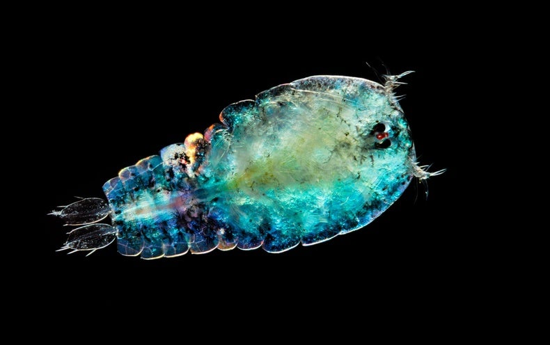 Who Owns the Ocean's Genes? Tension on the High Seas - Deepoints